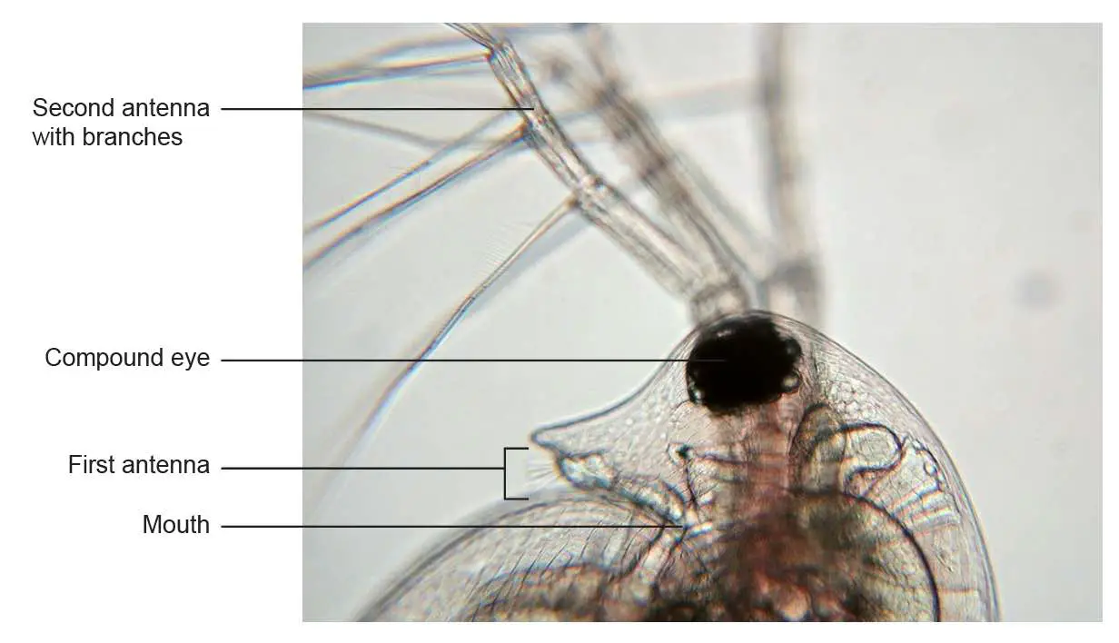 Daphnia – Biology, Classification, Characteristics, and Reproduction ...