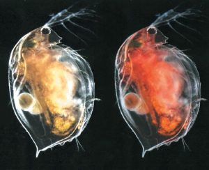 Daphnia – Biology, Classification, Characteristics, and Reproduction ...