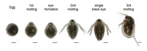 Daphnia – Biology, Classification, Characteristics, and Reproduction ...
