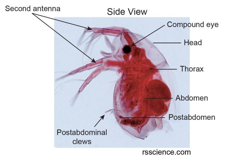 Daphnia – Biology, Classification, Characteristics, and Reproduction ...