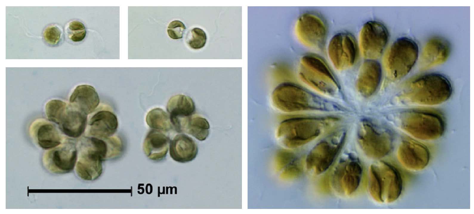 Synura – Biology, Classification, Characteristics, and Reproduction ...