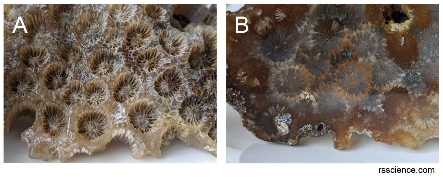 Agatized fossil coral - Rs' Science