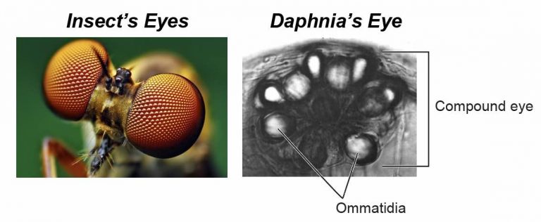 Daphnia – Biology, Classification, Characteristics, and Reproduction ...
