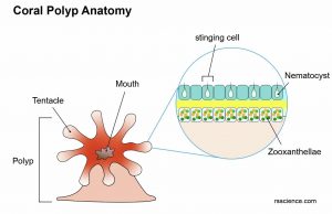 Coral - classification, characteristics, structure and types - Rs' Science