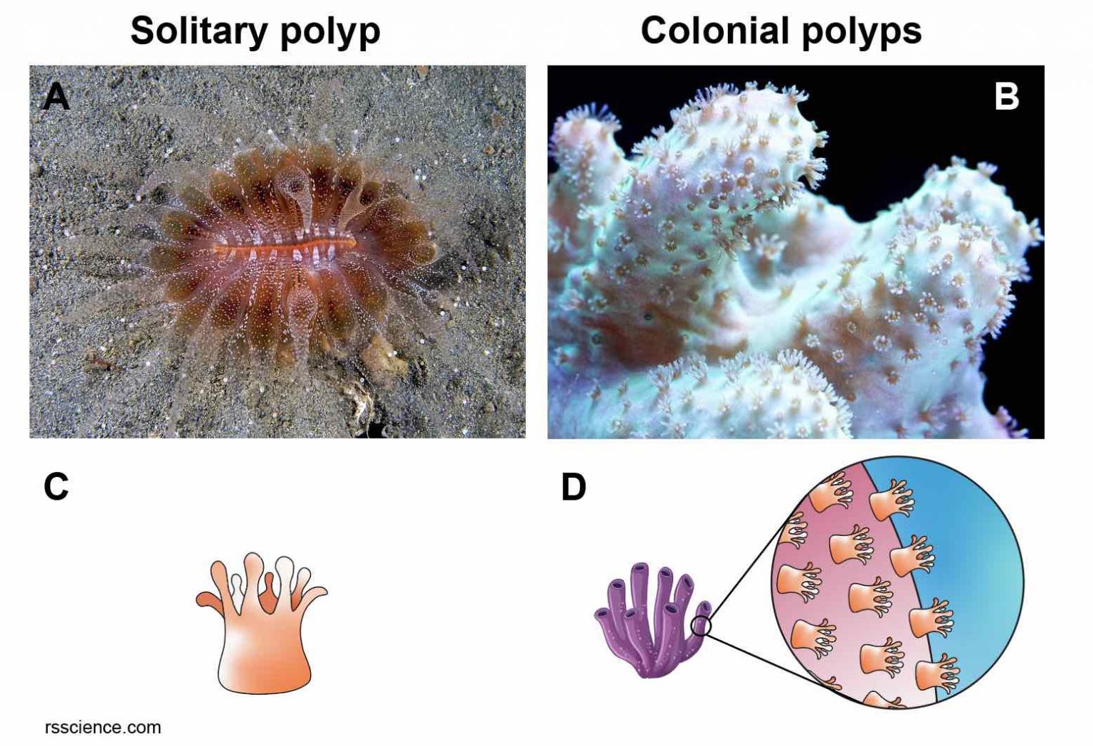 Coral - classification, characteristics, structure and types - Rs' Science