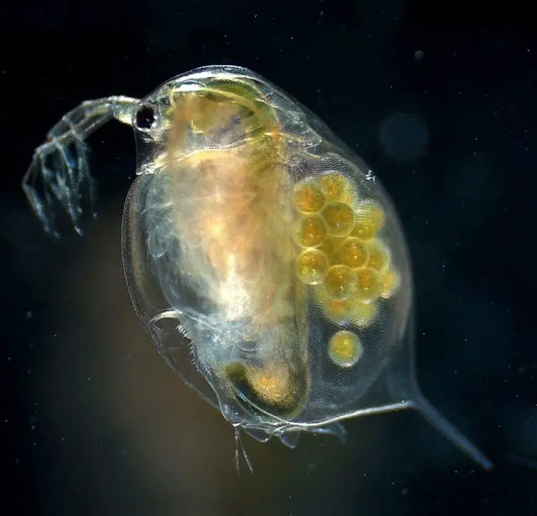 Daphnia – Biology, Classification, Characteristics, and Reproduction ...