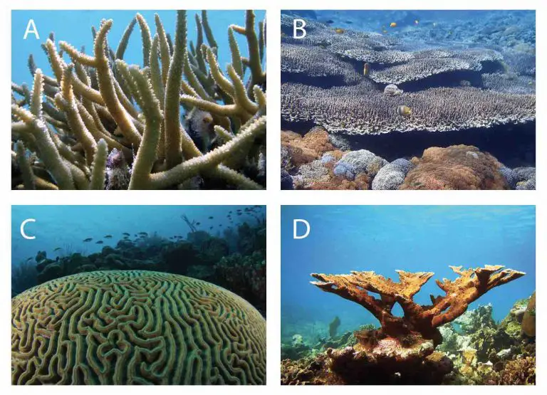 Coral - classification, characteristics, structure and types - Rs' Science