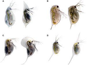 Daphnia – Biology, Classification, Characteristics, and Reproduction ...