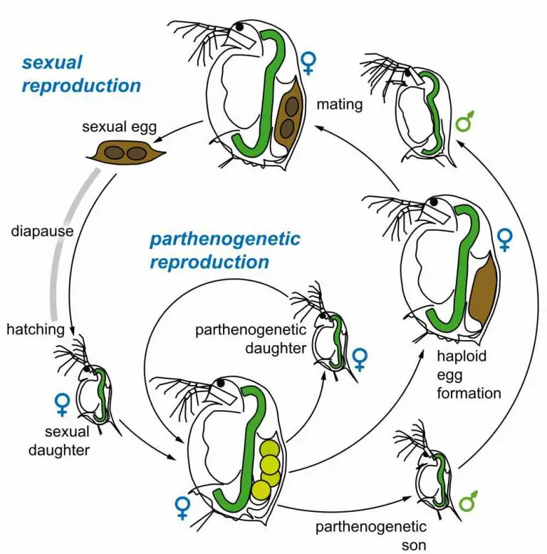 Daphnia – Biology, Classification, Characteristics, and Reproduction ...