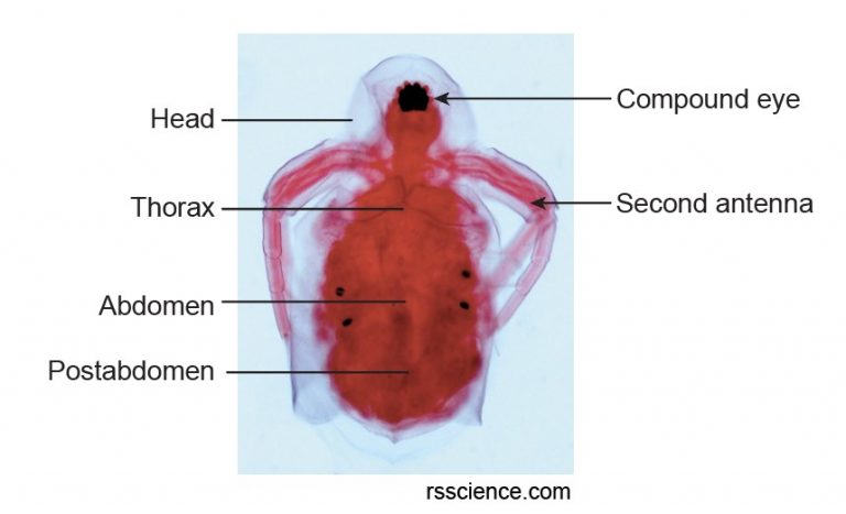 Daphnia – Biology, Classification, Characteristics, and Reproduction ...