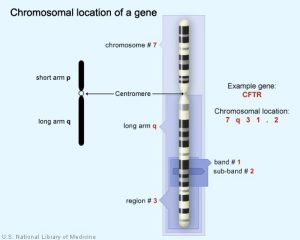 What is a Chromosome? – Function and structure - Rs' Science