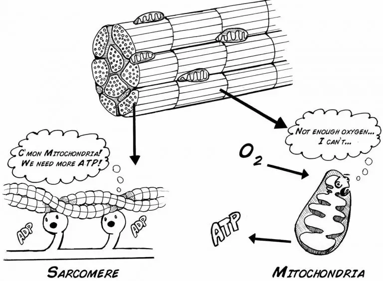 What does the Cori cycle do? - definition, steps, and importance - Rs ...