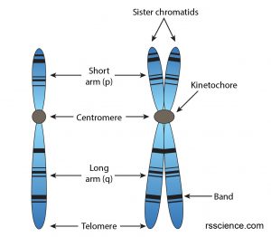 What is a Chromosome? – Function and structure - Rs' Science