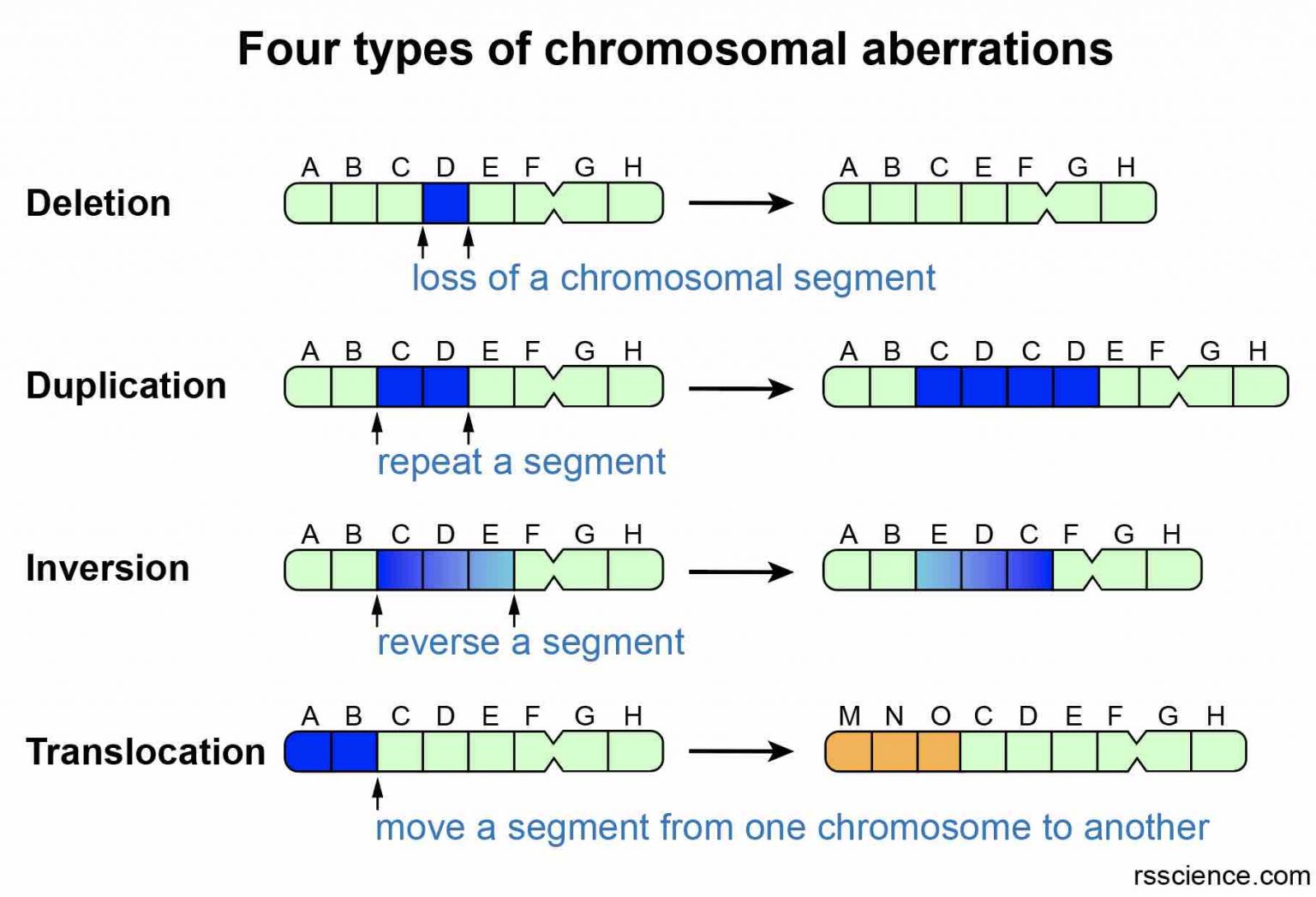 What is a Chromosome? – Function and structure - Rs' Science