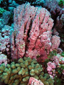 Coral - classification, characteristics, structure and types - Rs' Science