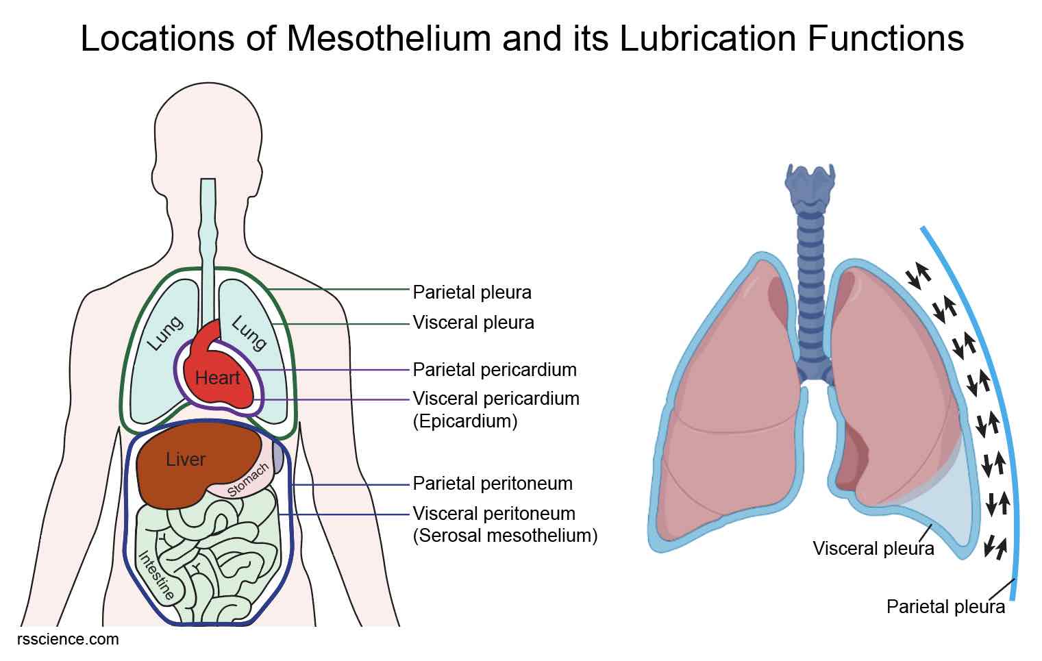 Epithelium - Definition, Characteristics, Cell Structures, Types, and ...