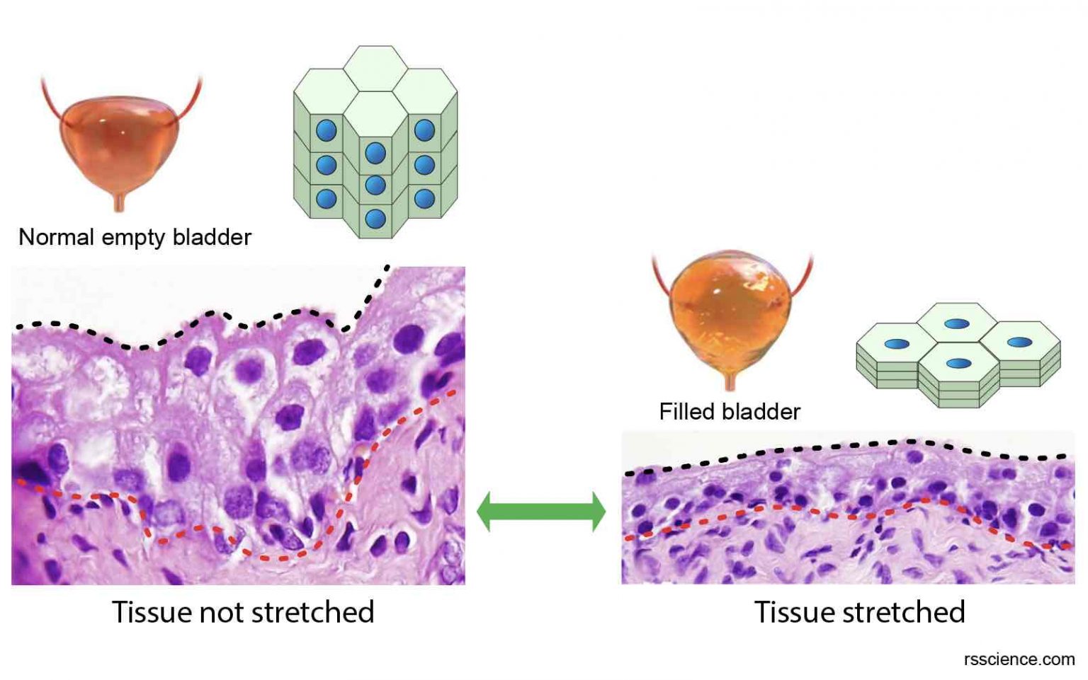 Classification and Types of Epithelial Tissues - Rs' Science