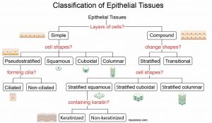 Classification and Types of Epithelial Tissues - Rs' Science