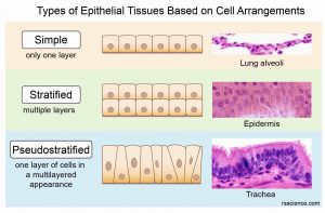 Classification and Types of Epithelial Tissues - Rs' Science