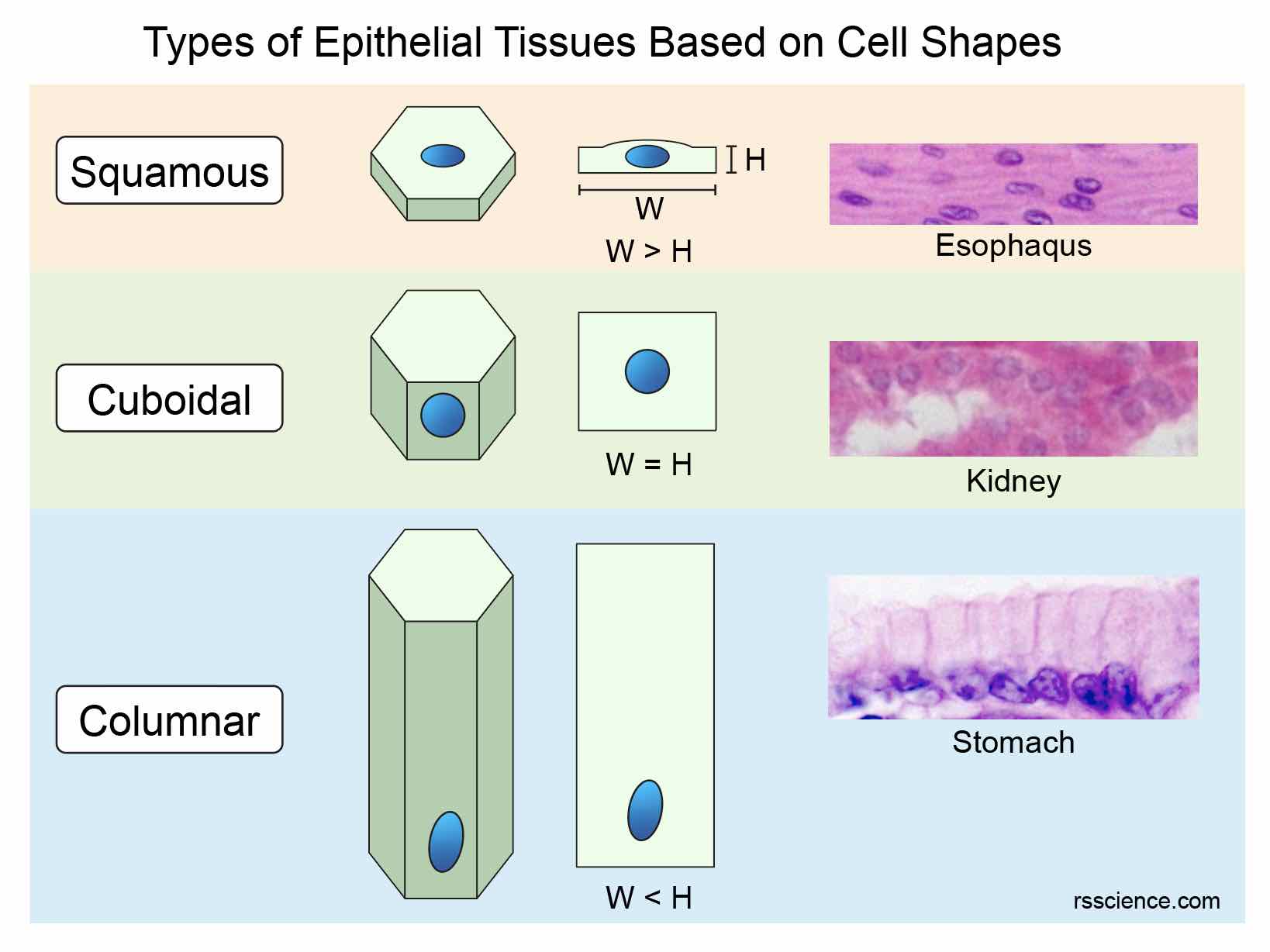Classification and Types of Epithelial Tissues - Rs' Science