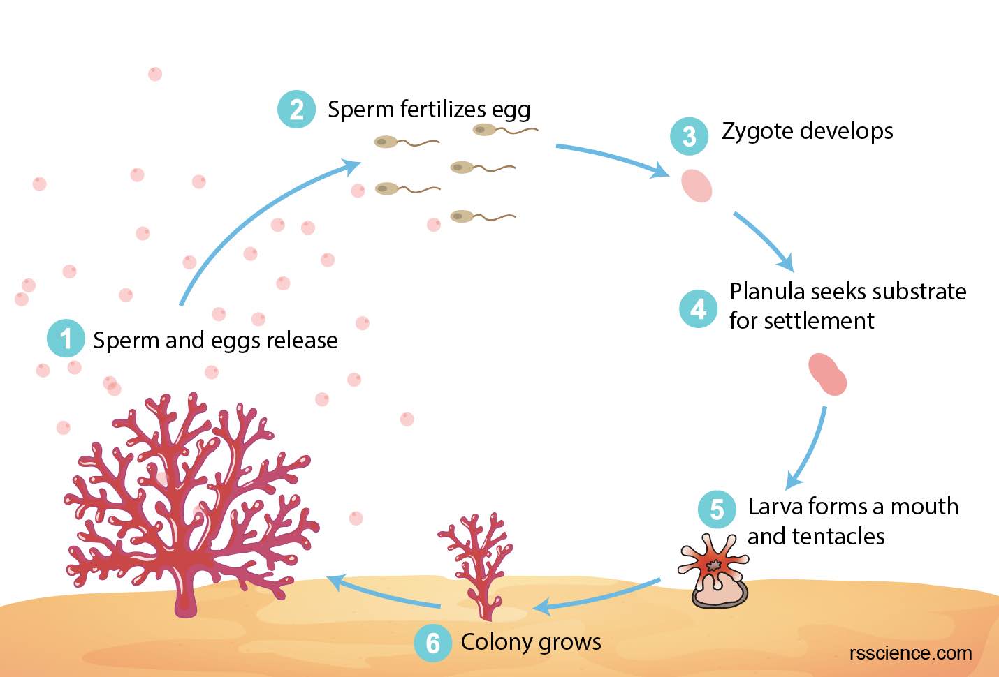 Coral - classification, characteristics, structure and types - Rs' Science