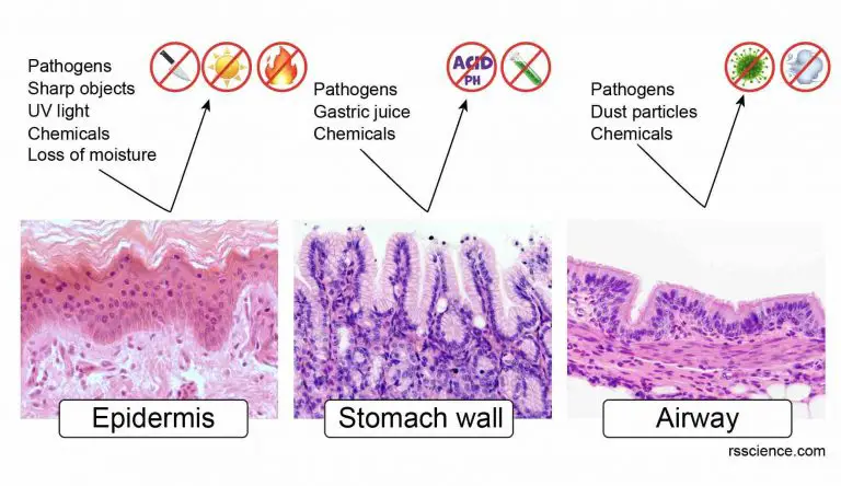 Epithelium - Definition, Characteristics, Cell Structures, Types, and ...