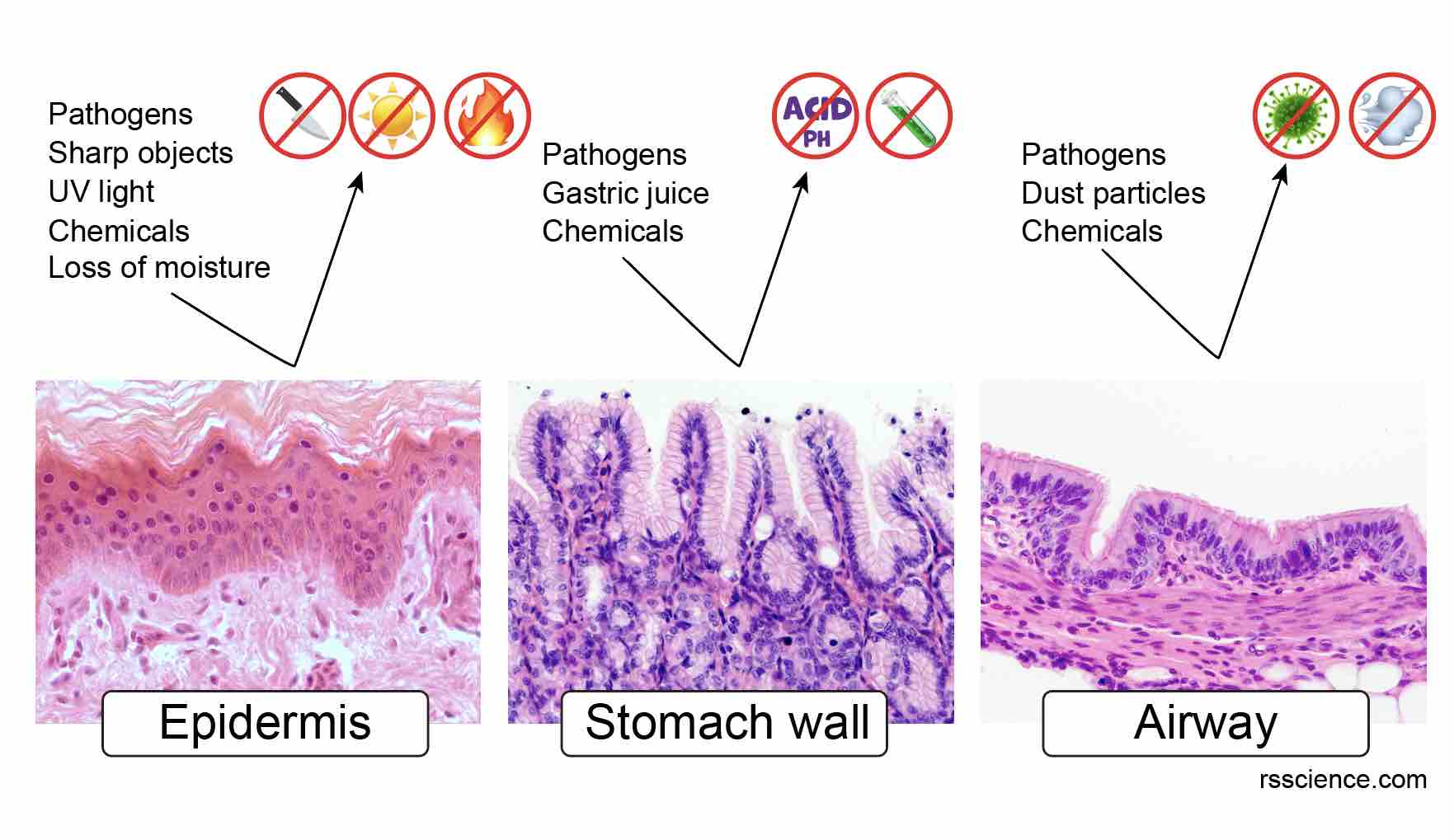 Epithelium - Definition, Characteristics, Cell Structures, Types, and ...