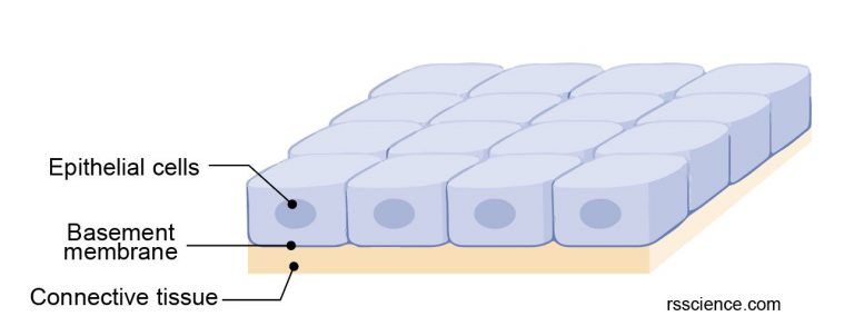 Epithelium - Definition, Characteristics, Cell Structures, Types, and ...