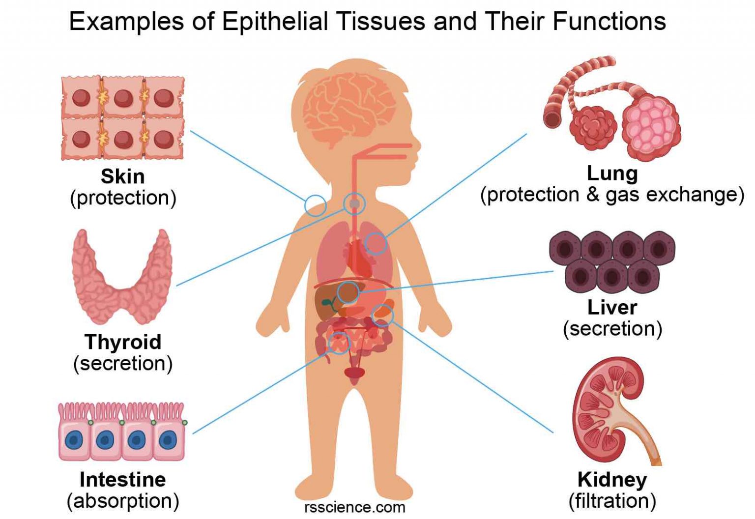 Epithelium - Definition, Characteristics, Cell Structures, Types, and ...