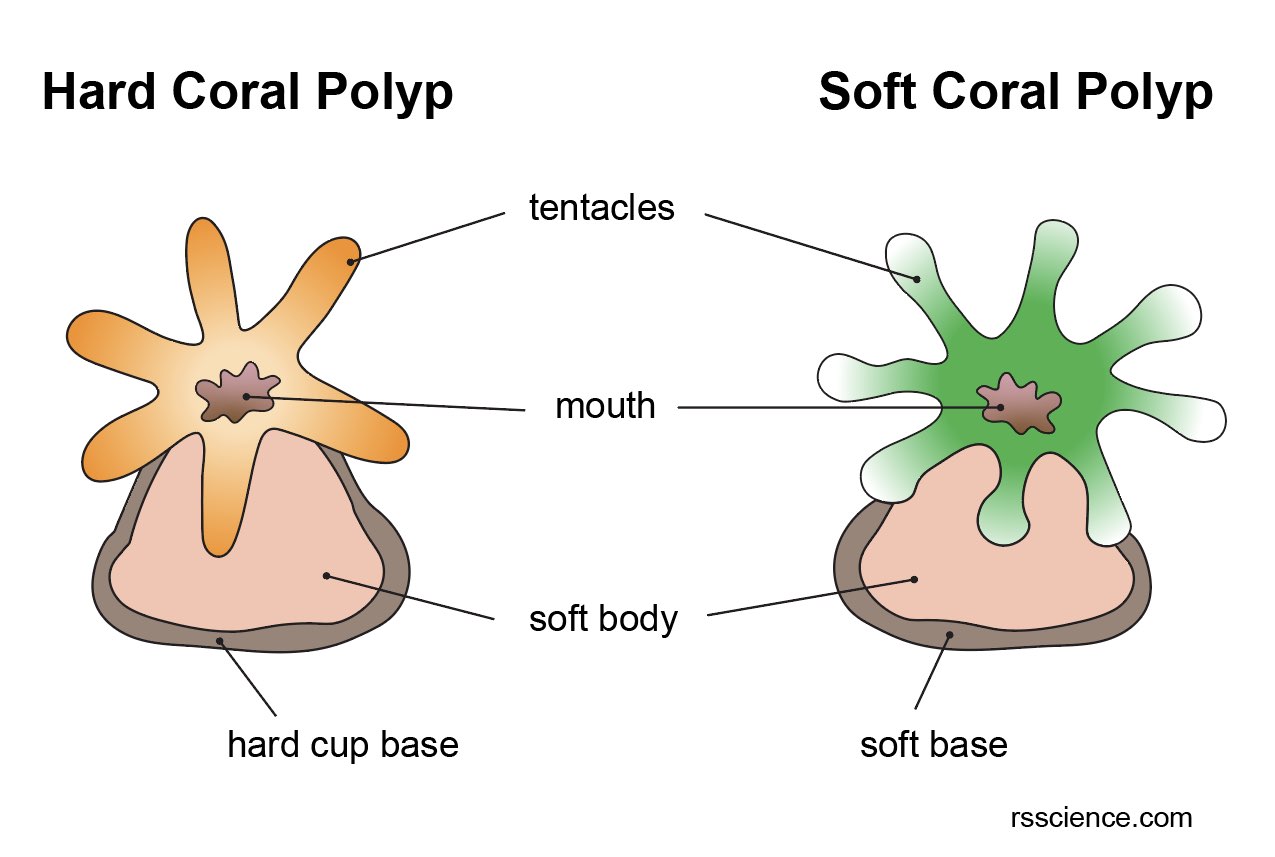 Coral - classification, characteristics, structure and types - Rs' Science