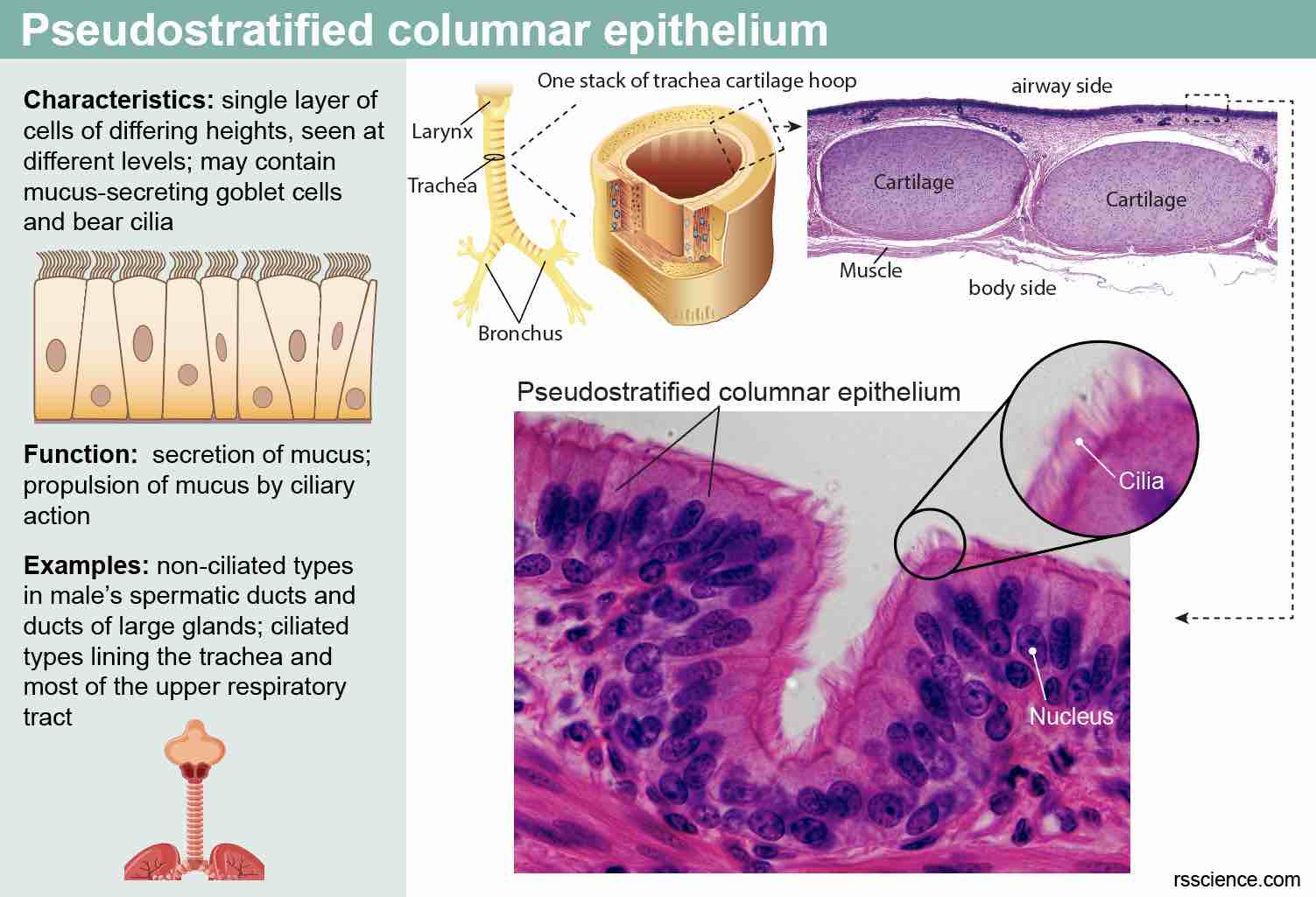 Classification and Types of Epithelial Tissues - Rs' Science