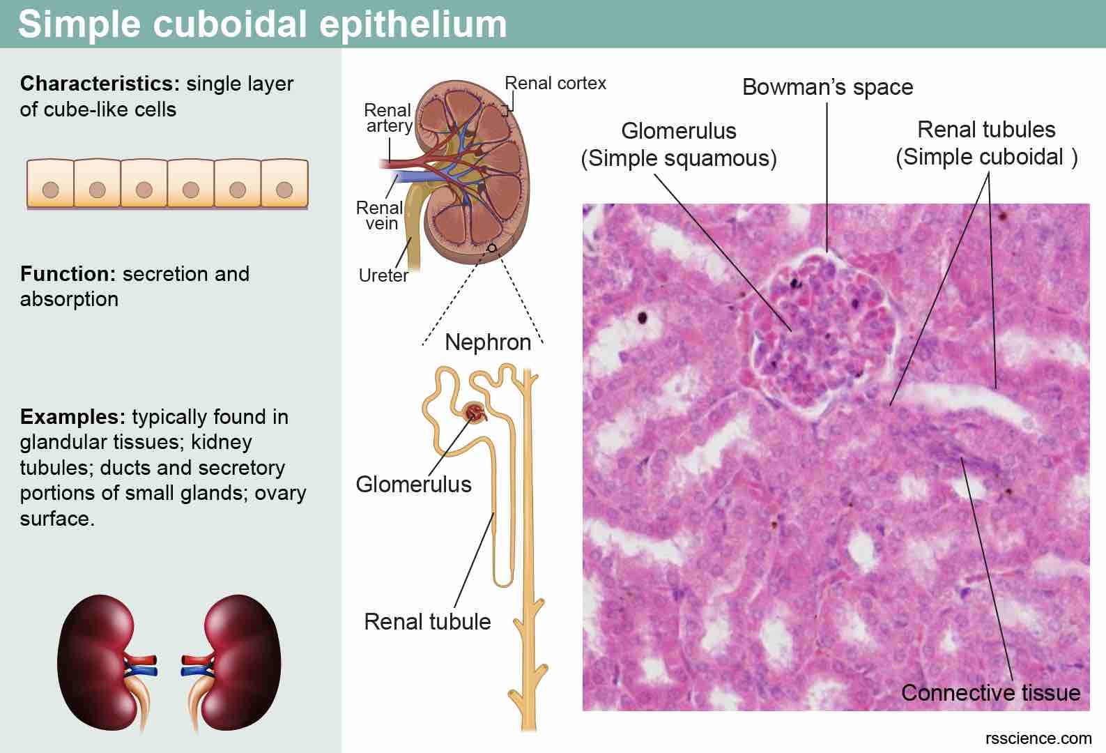 Classification and Types of Epithelial Tissues - Rs' Science