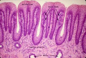Epithelium - Definition, Characteristics, Cell Structures, Types, and ...