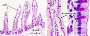 Epithelium - Definition, Characteristics, Cell Structures, Types, and ...