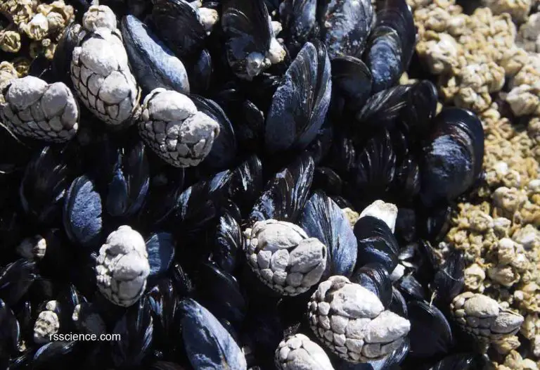 Exploring a tide pool – 18 Amazing Creatures You can find - Rs' Science