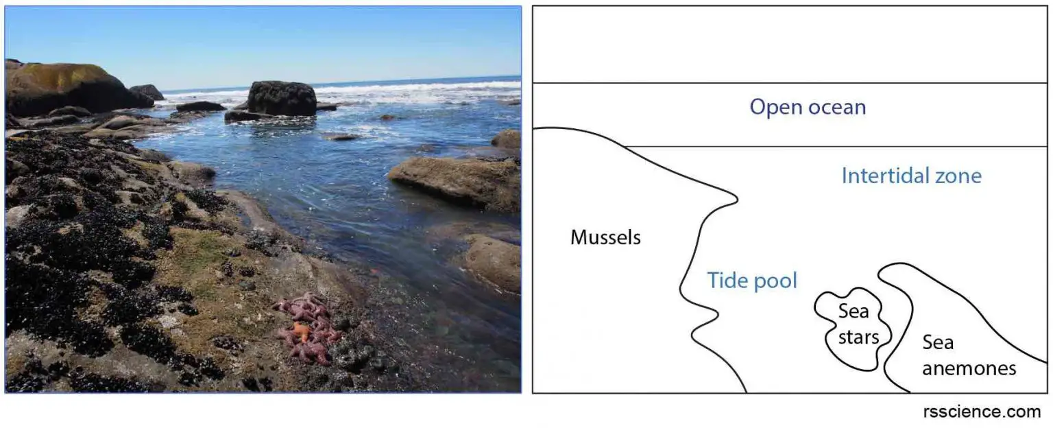 Exploring a tide pool – 18 Amazing Creatures You can find - Rs' Science