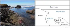 Exploring a tide pool – 18 Amazing Creatures You can find - Rs' Science