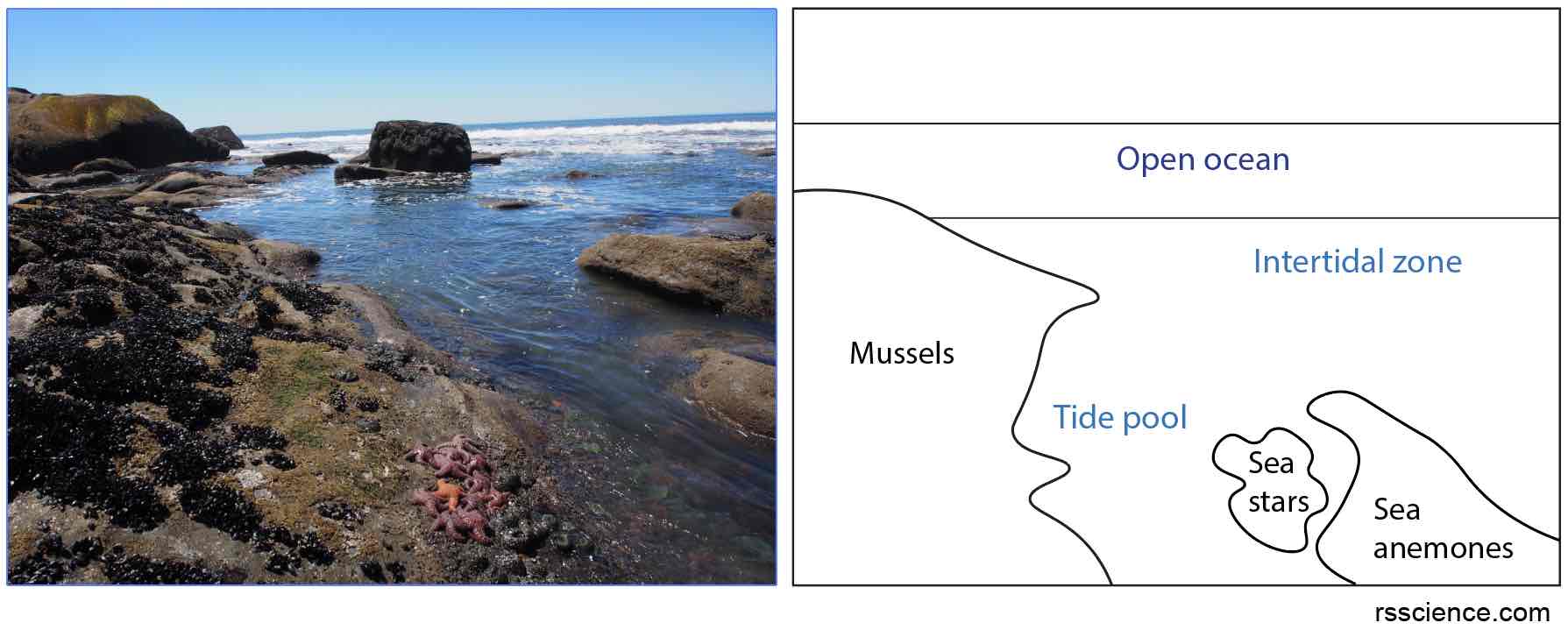 Exploring a tide pool – 18 Amazing Creatures You can find - Rs' Science