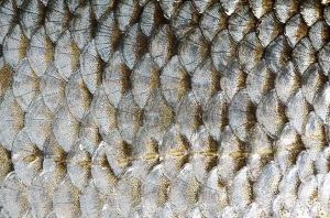 Fish Biology and Fish Scales - Look at fish scales under the microscope ...