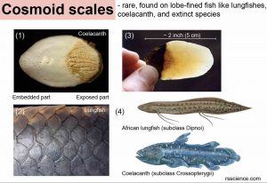 Fish Biology and Fish Scales - Look at fish scales under the microscope ...