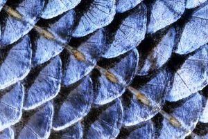 Fish Biology and Fish Scales - Look at fish scales under the microscope ...