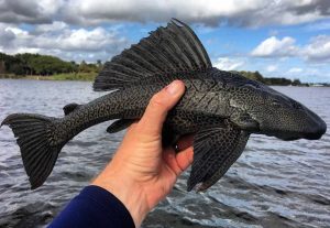 Fish Biology and Fish Scales - Look at fish scales under the microscope ...