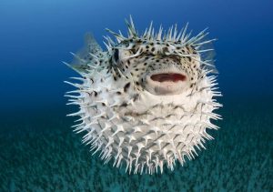 Fish Biology and Fish Scales - Look at fish scales under the microscope ...