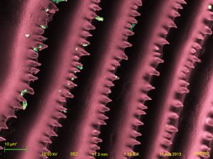 Fish Biology and Fish Scales - Look at fish scales under the microscope ...