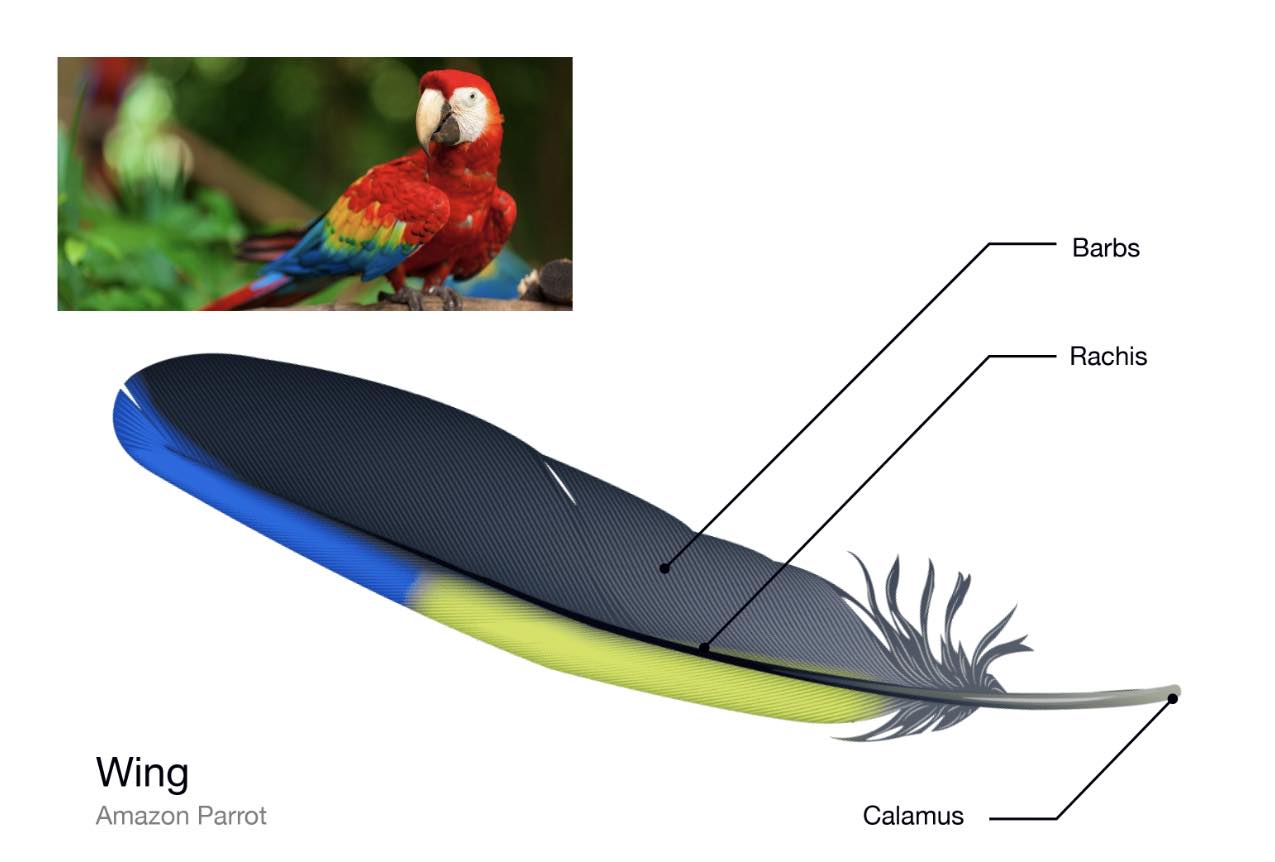 The Secret of Bird Feathers - What's a Feather Look Like Under a ...