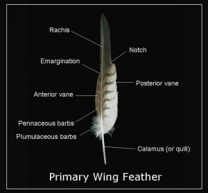 The Secret of Bird Feathers - What's a Feather Look Like Under a ...