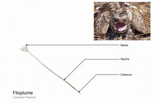 The Secret of Bird Feathers - What's a Feather Look Like Under a ...