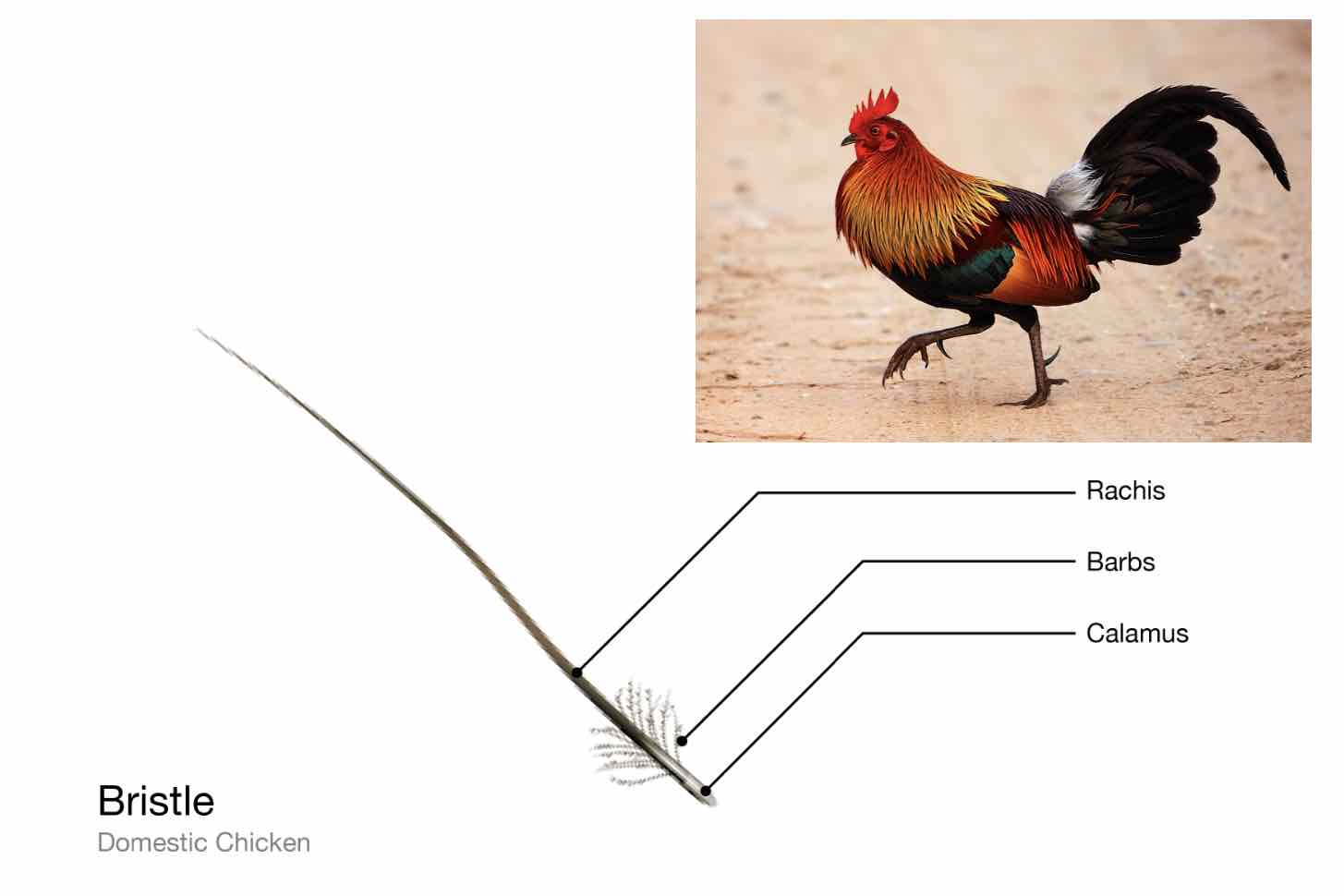 The Secret of Bird Feathers - What's a Feather Look Like Under a ...