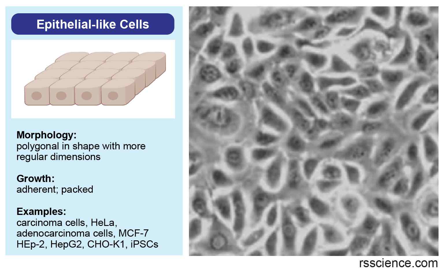 Cell Culture Basics – The Foundation of Biotechnology - Rs' Science