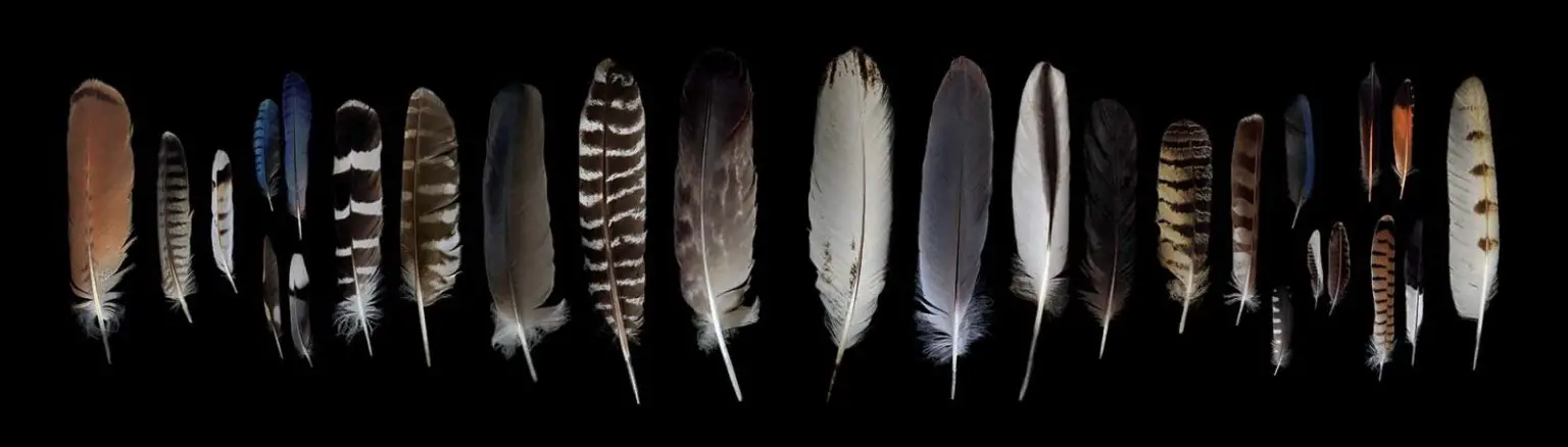 The Secret of Bird Feathers - What's a Feather Look Like Under a ...